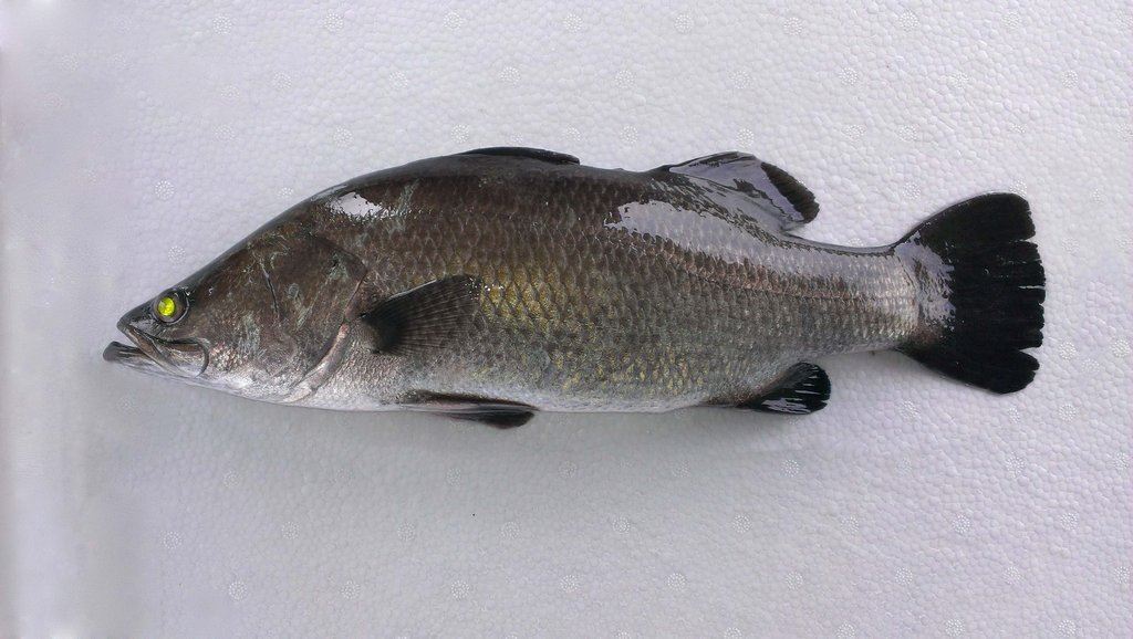 The Seafood Store. BABY BARRAMUNDI AUST (WHOLE)