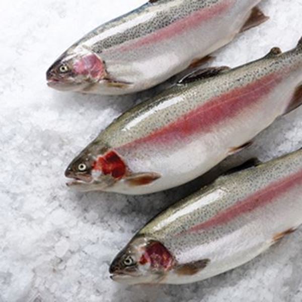The Seafood Store. OCEAN TROUT WHOLE