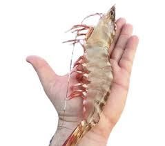 The Seafood Store. WHOLE GREEN PRAWN TIGER U/6 "SKULL ISLAND"