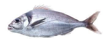 The Seafood Store. SEA BREAM FROZEN FILLETS