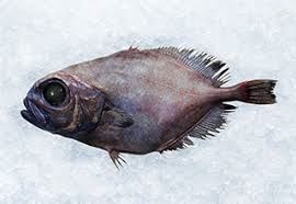 The Seafood Store. SMOOTH DORY 225+