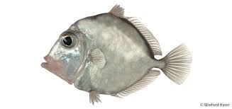 The Seafood Store. KING DORY FILLETS