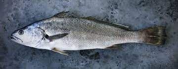 The Seafood Store. MULLAWAY FILLETS