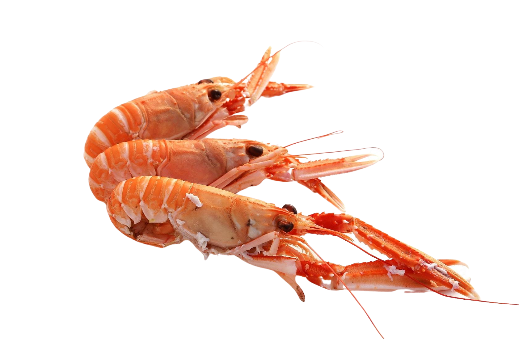 The Seafood Store. SCAMPI WHOLE NO 1