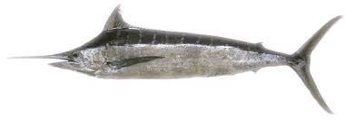 The Seafood Store. MARLIN FILLETS