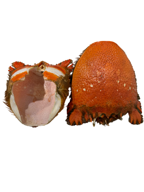 The Seafood Store. SPANNER CRAB SHELLS