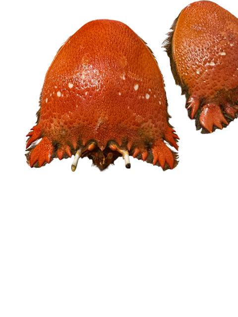 The Seafood Store. SPANNER CRAB SHELLS